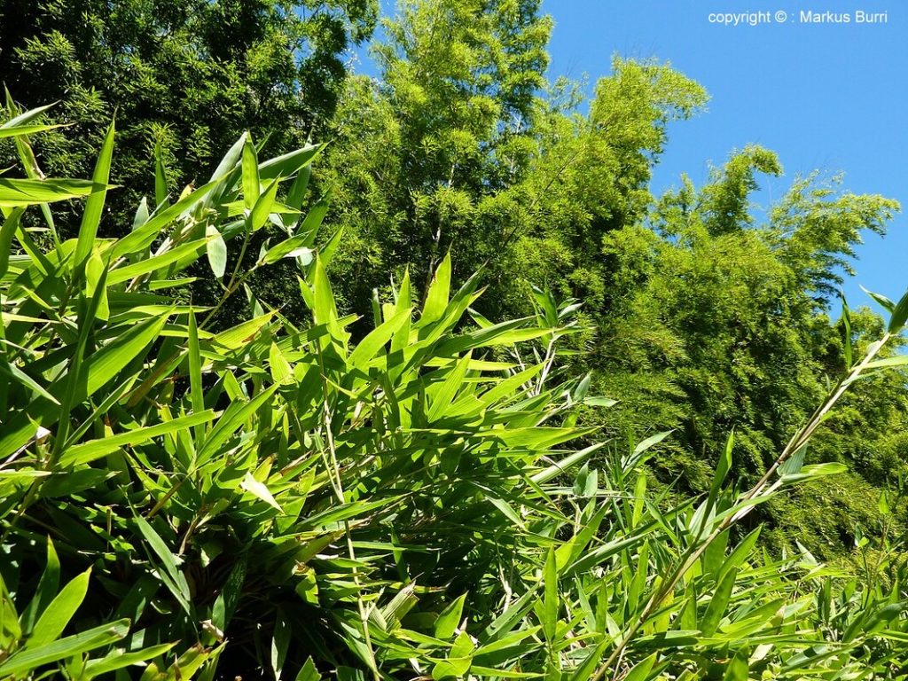 Bamboo sustainability: The green future of the raw material - bambus.com